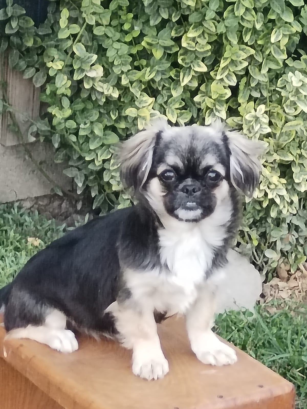 Pekinezer štenci-ostala crna ženka