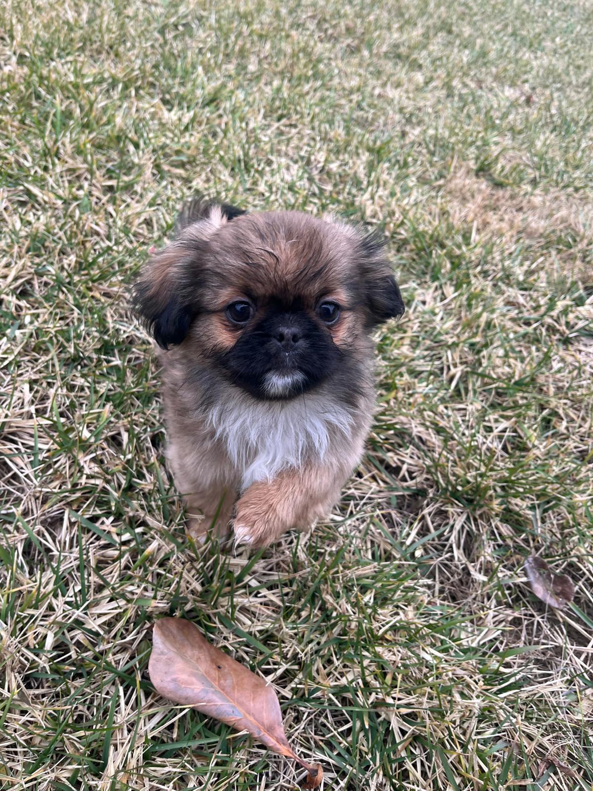 Pekinezer štenci - još samo jedan dečko!