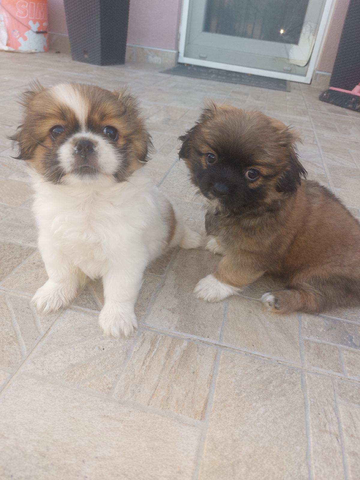 pekinezeri za prodaju