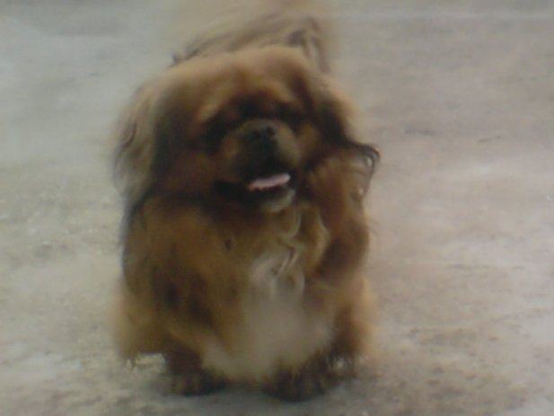 pekinezeri štenci kraljevski brončani dugodlaki