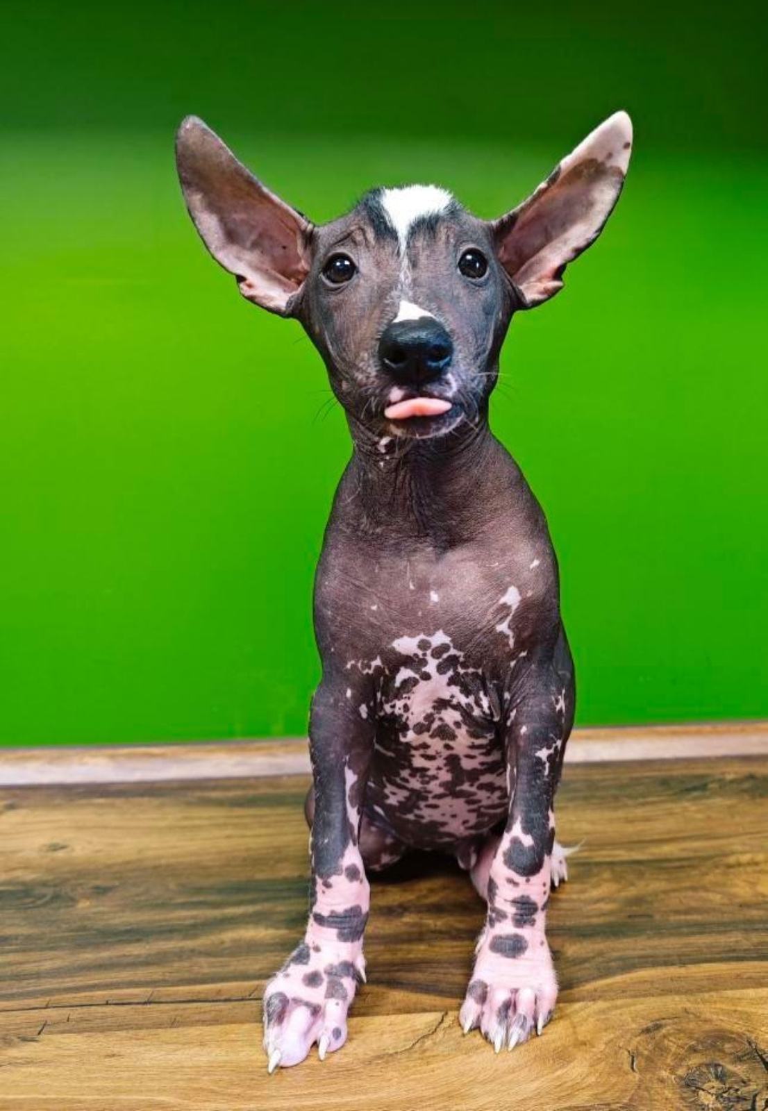 PERUANSKI BEZDLAKI PAS potomak svjetskih prvaka