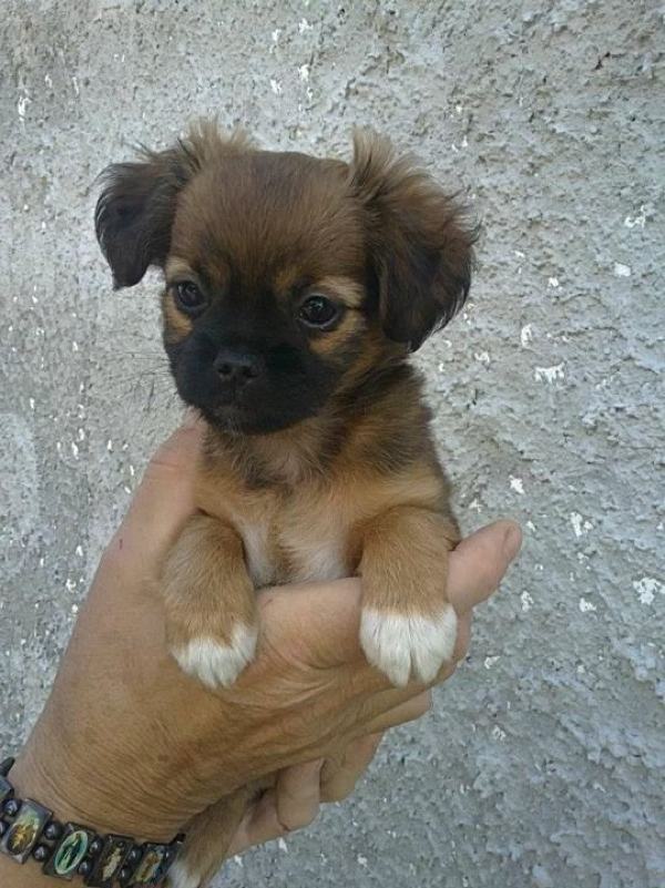 Pinč-pekinezer štene mini