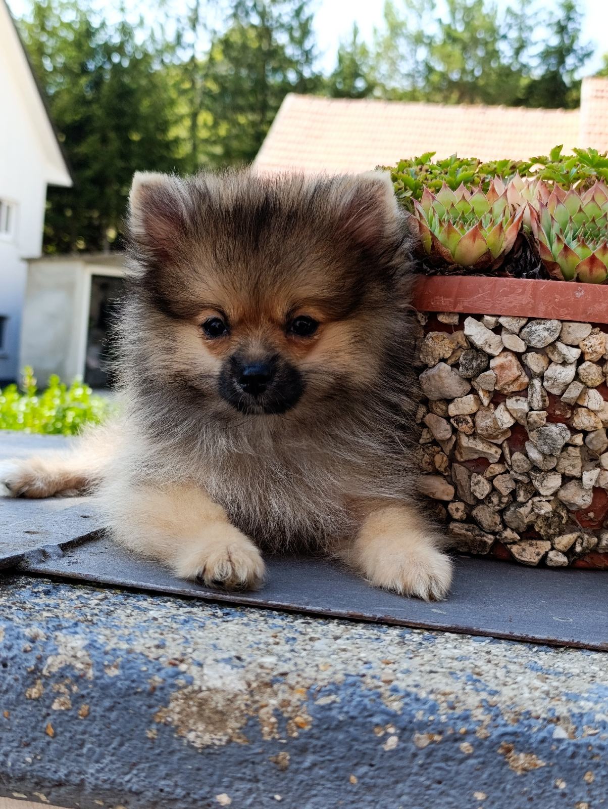 Pomeranac