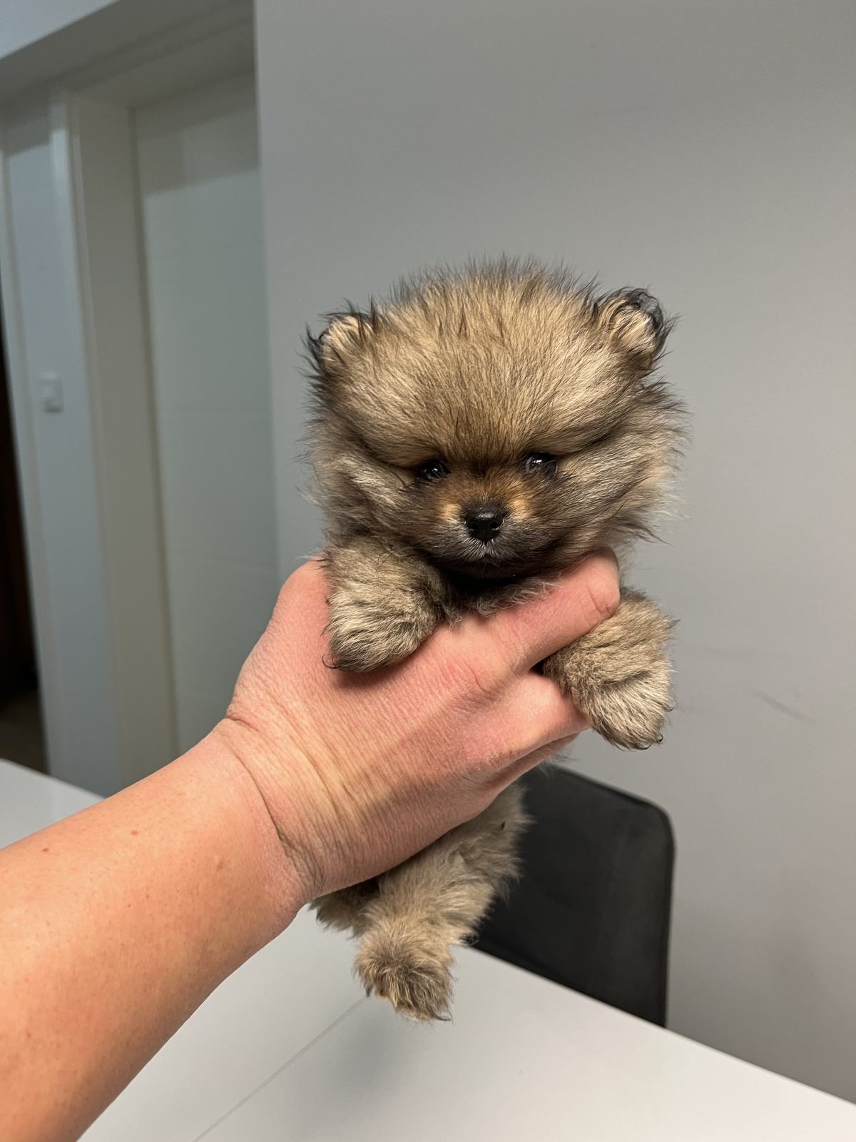 Pomeranac, pomeranci, štenci pomeranca