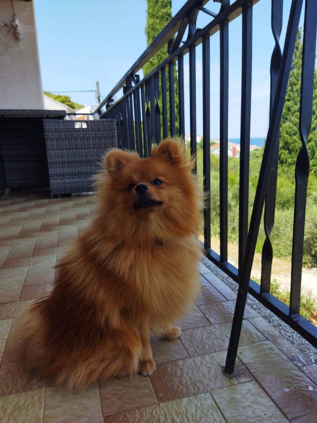 Pomeranac