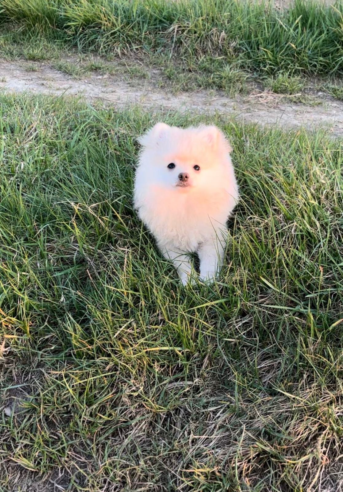 Pomeranac