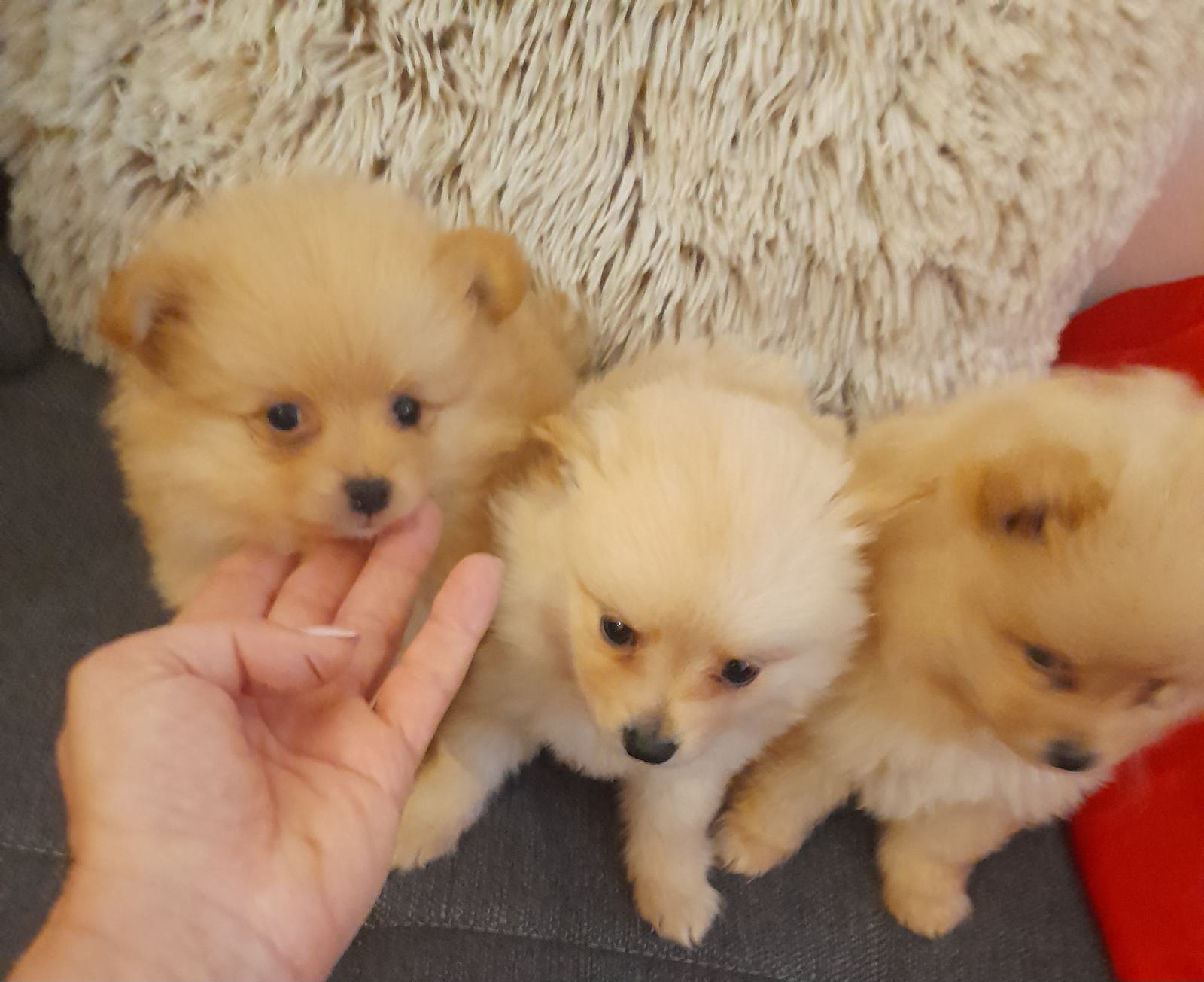 Pomeranski spic decki