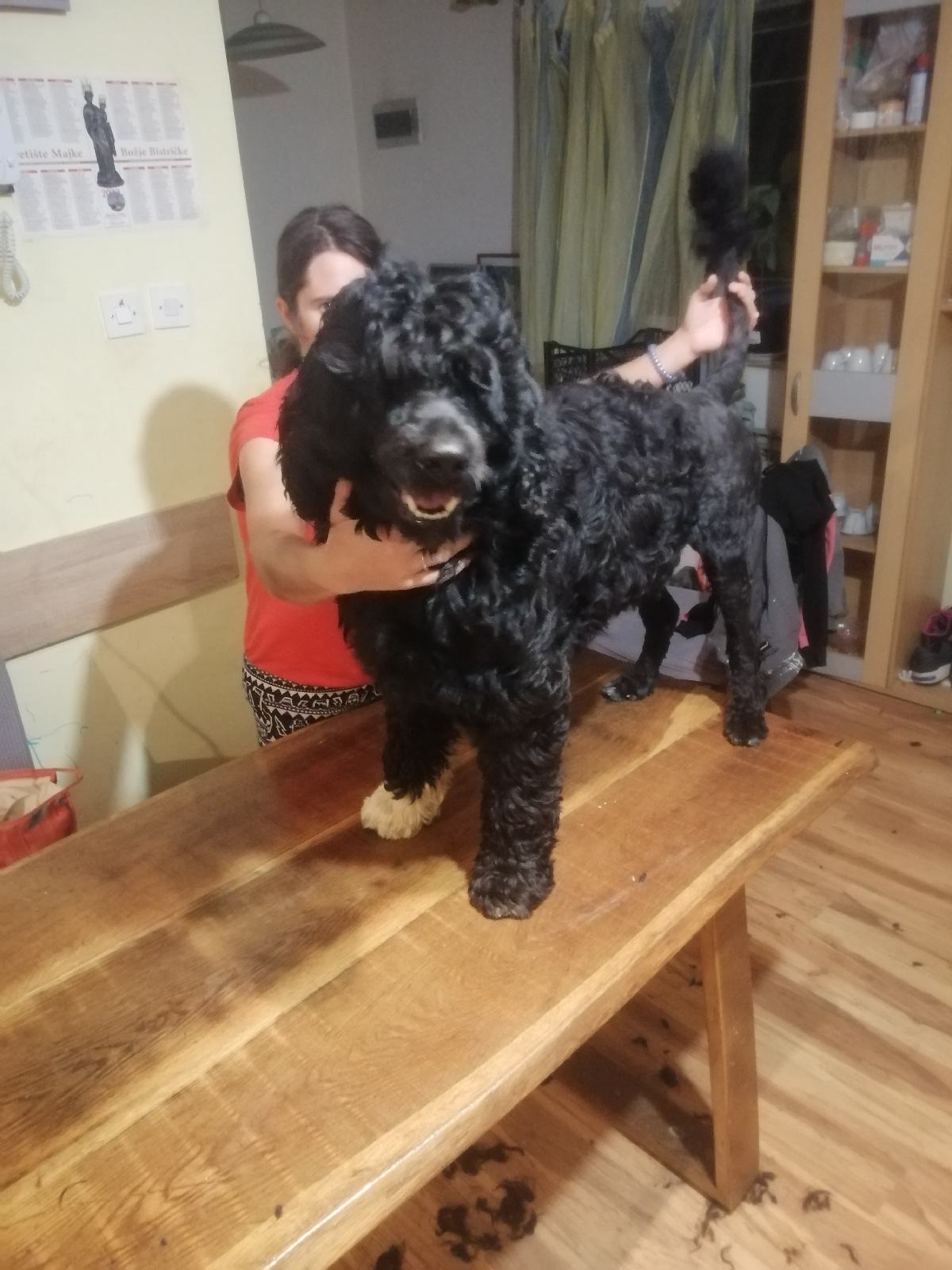 portugalski vodeni pas (štenci)