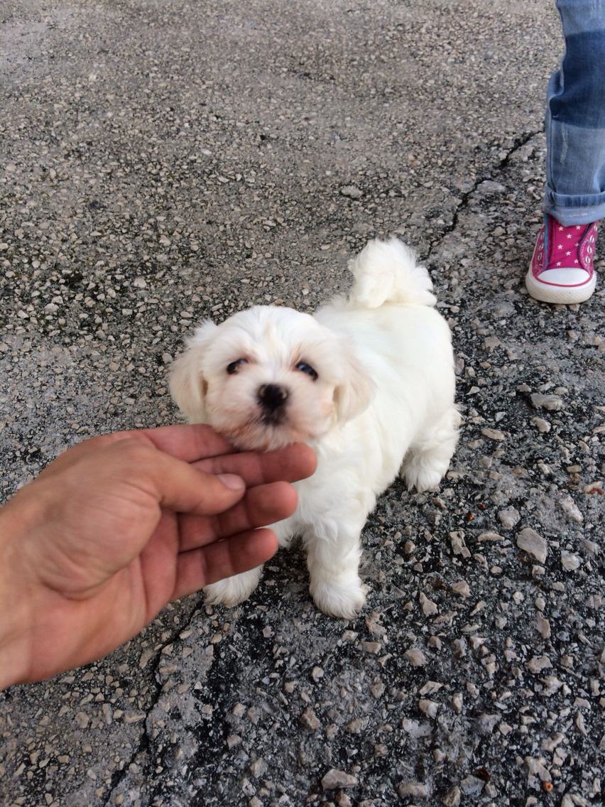 PRESLATKI MINI MALTEZERI