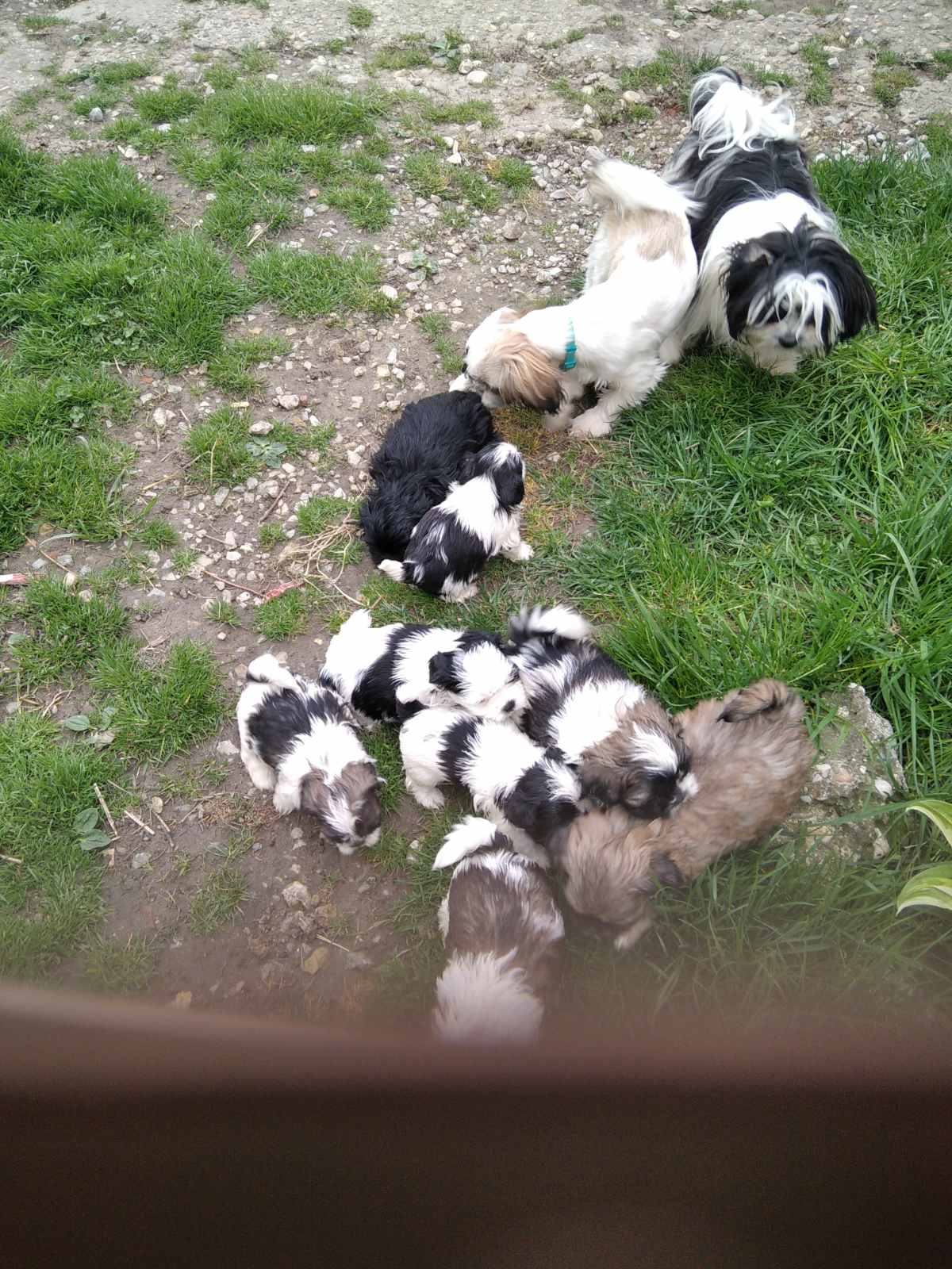 Prodajemo mini shih tzu stence