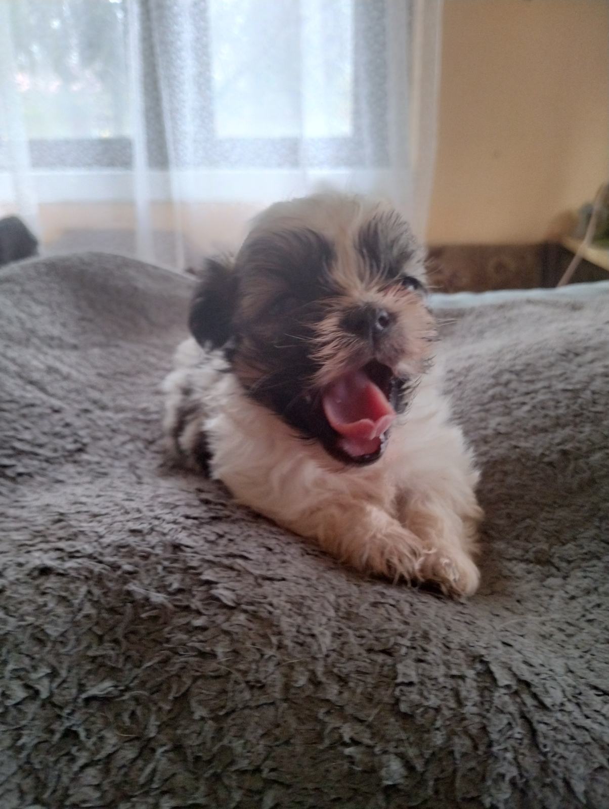 Primamo rezervacije za mini Shih Tzu stence