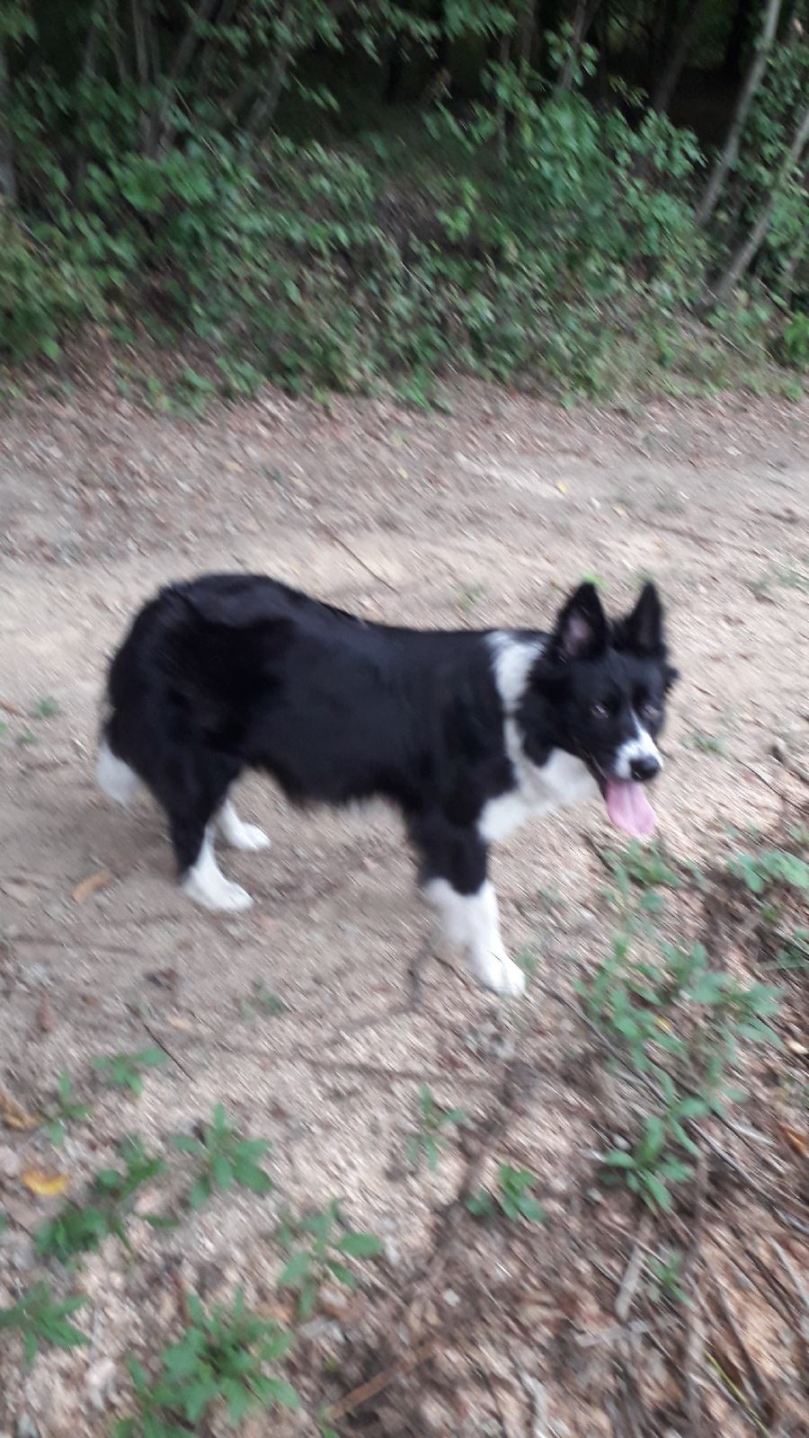 prodaja Border Kolija