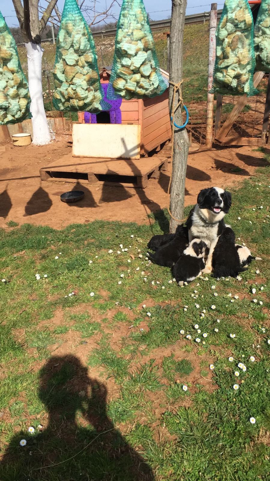 Prodaja stenace Border Collie i hrvatskog ovčara