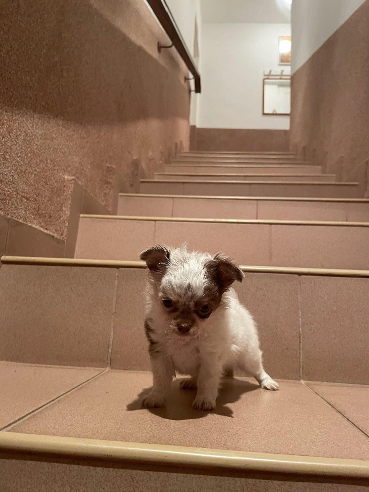 Prodaja stenca civava