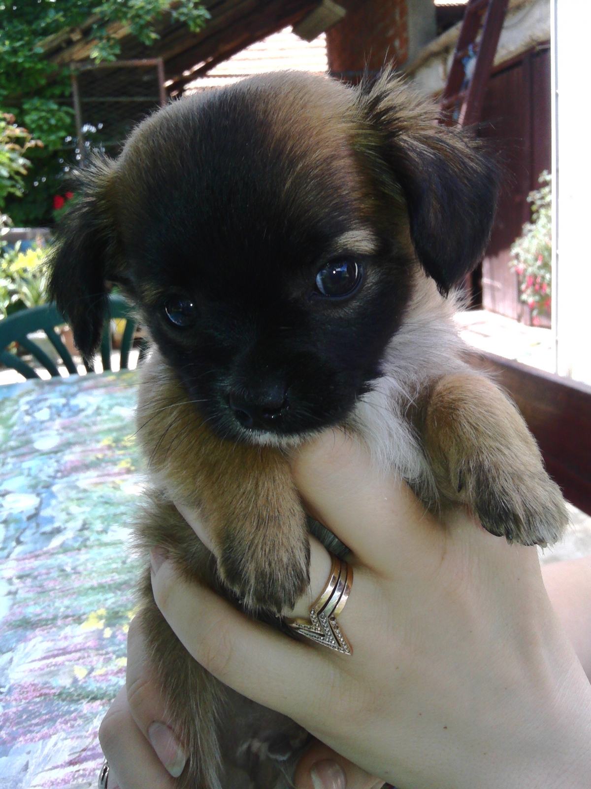 prodaja stenci civava