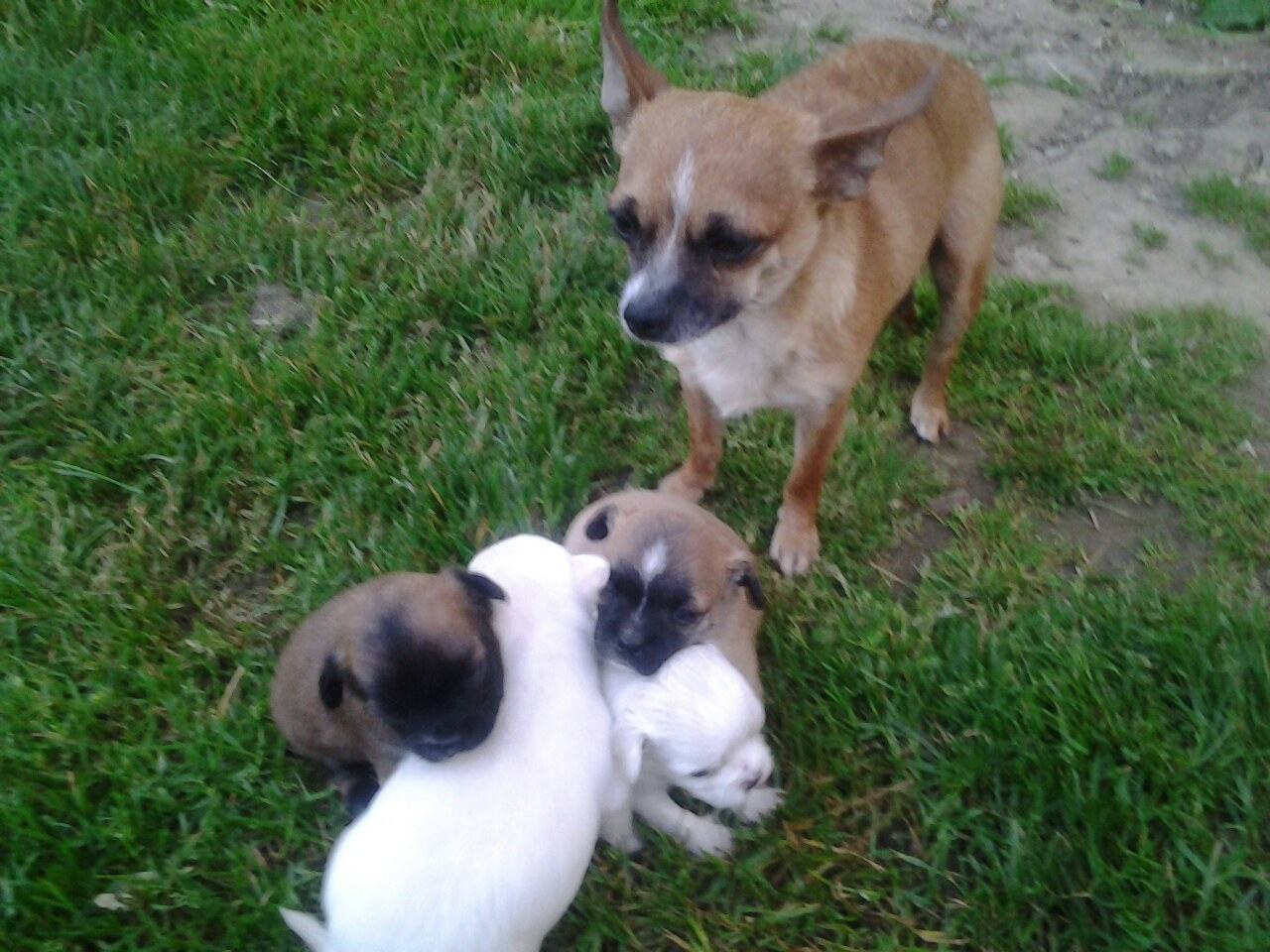 prodaja stenci civava