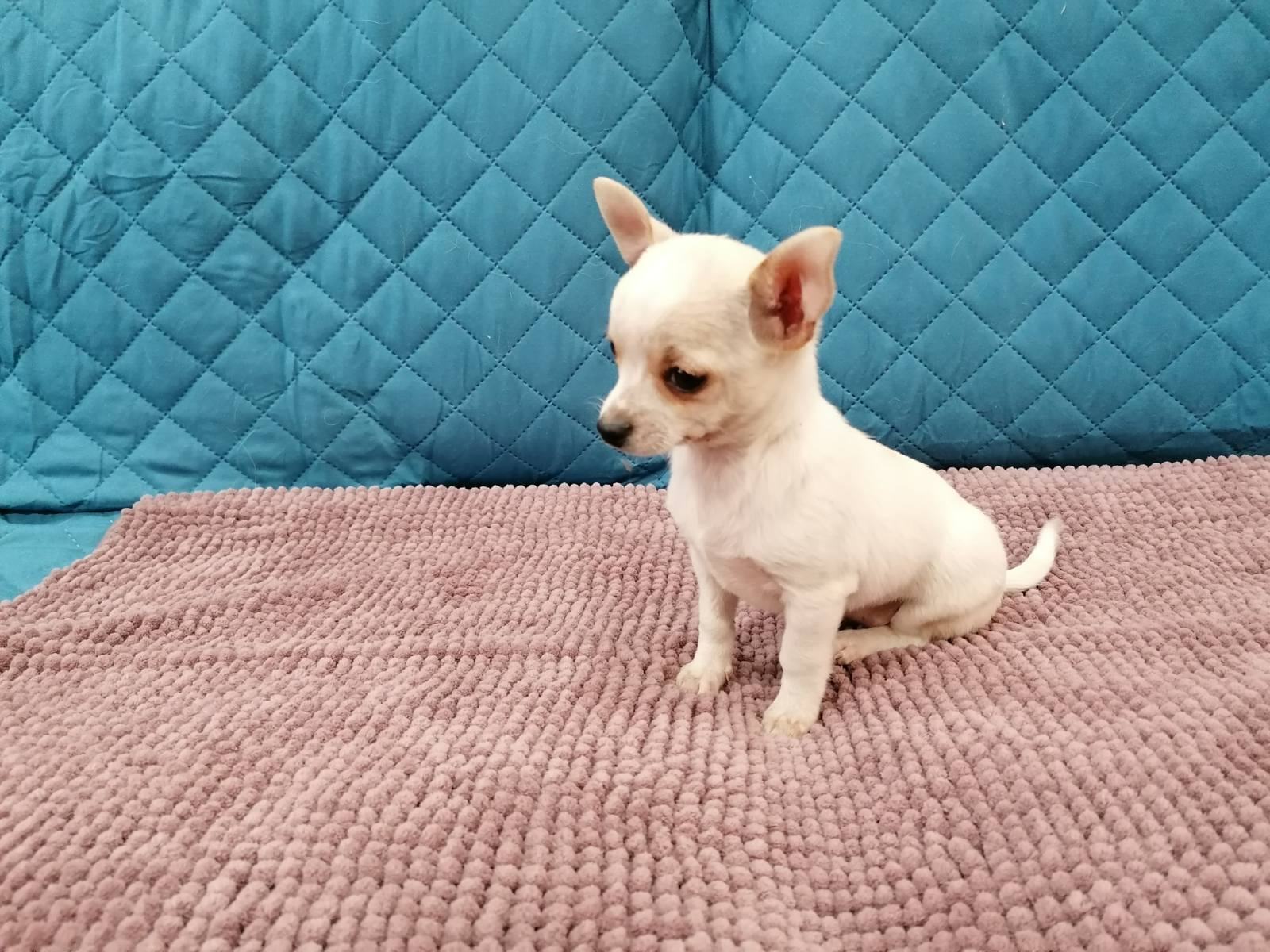 Prodaja zensko stene civava