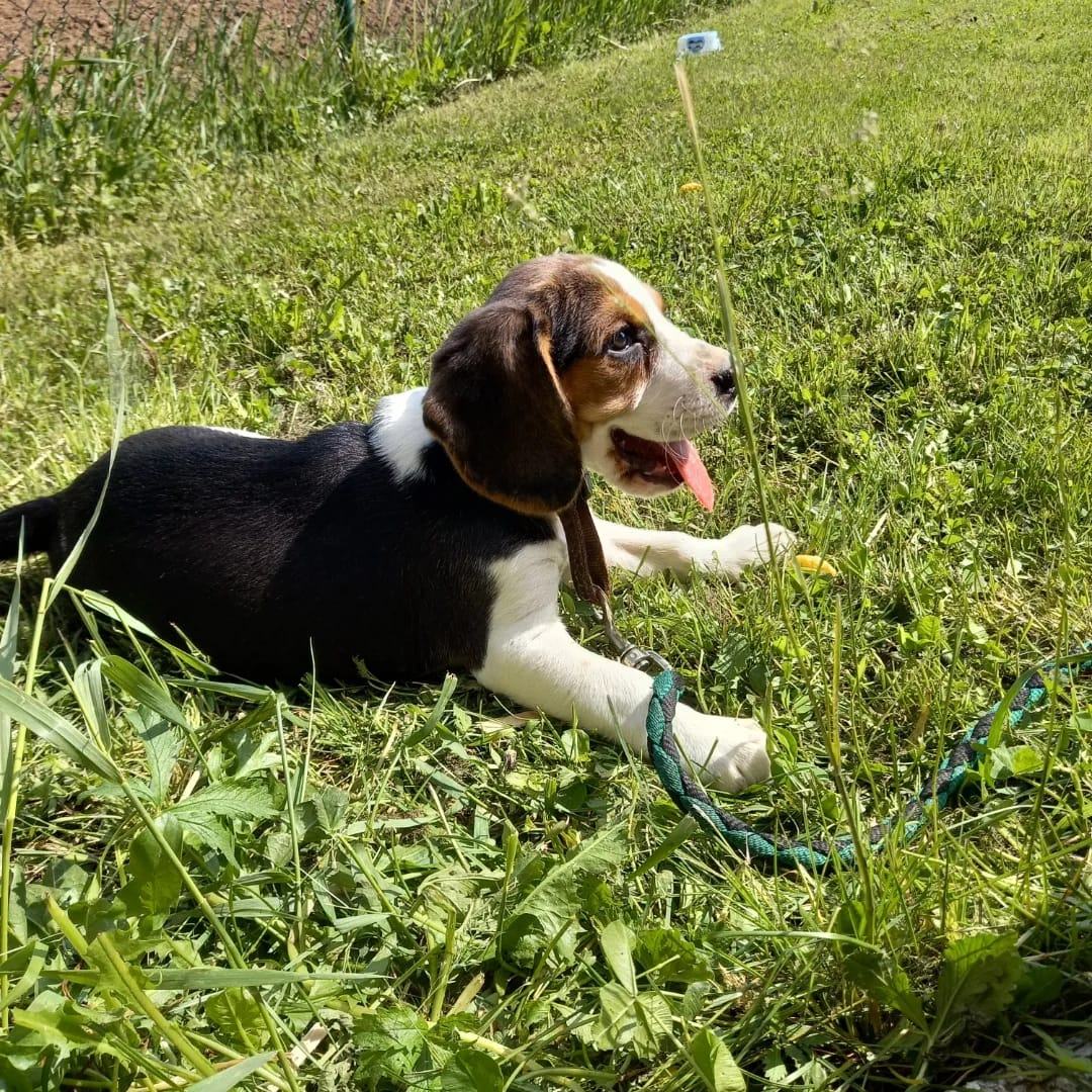 Prodajem Bigla štene