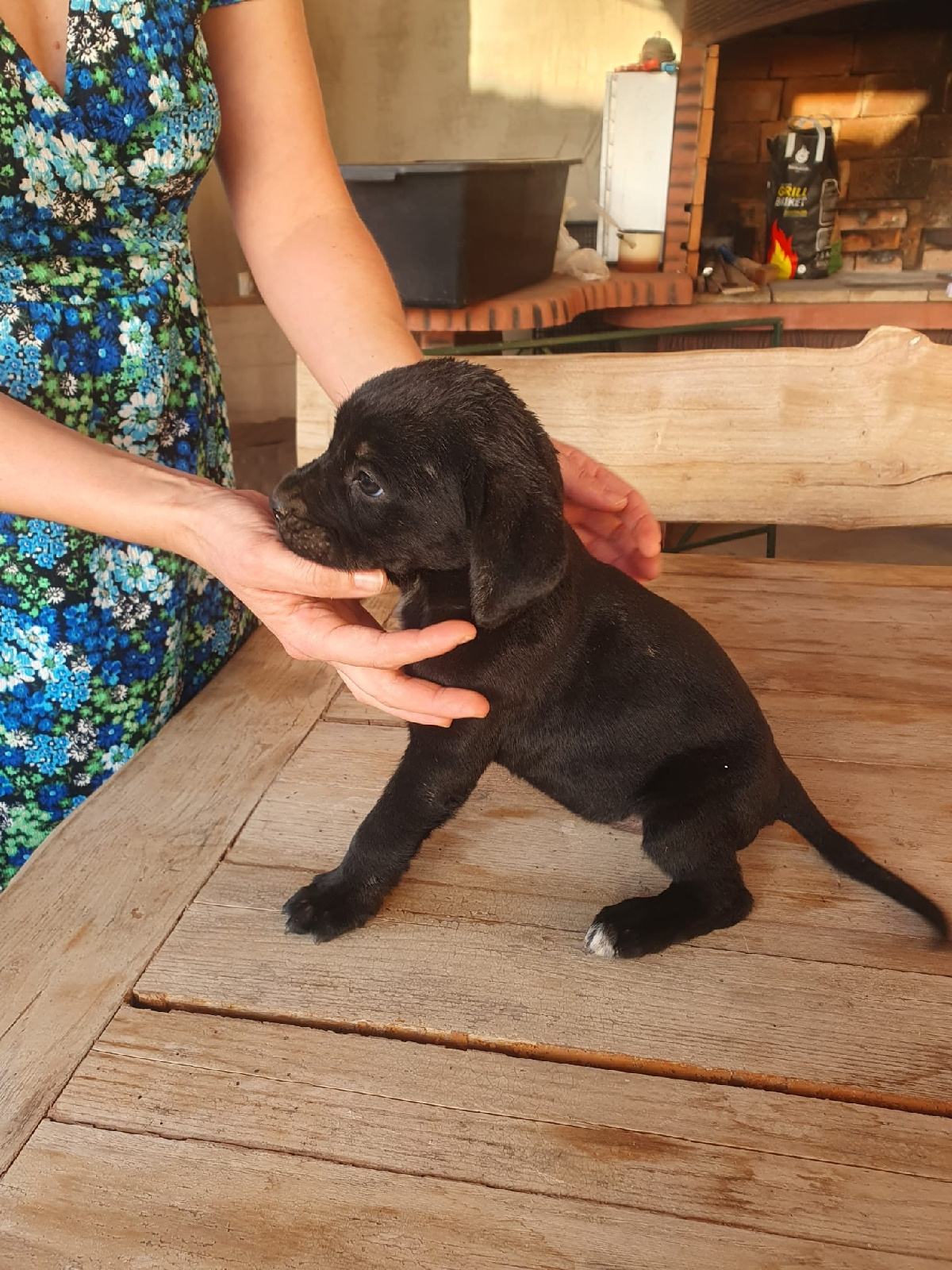 Prodajem cane corso stence