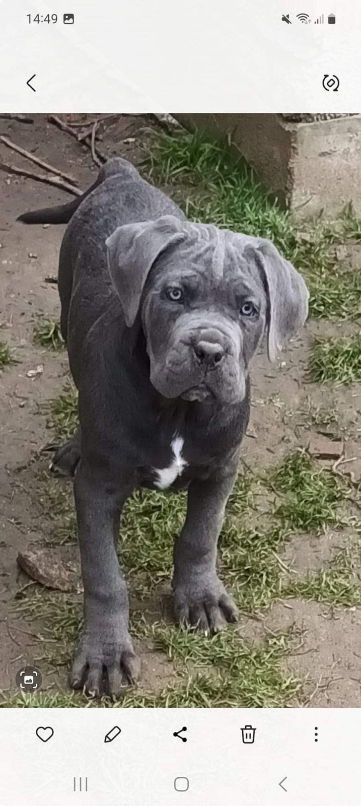 Prodajem cistokrvne Cane Corso stence