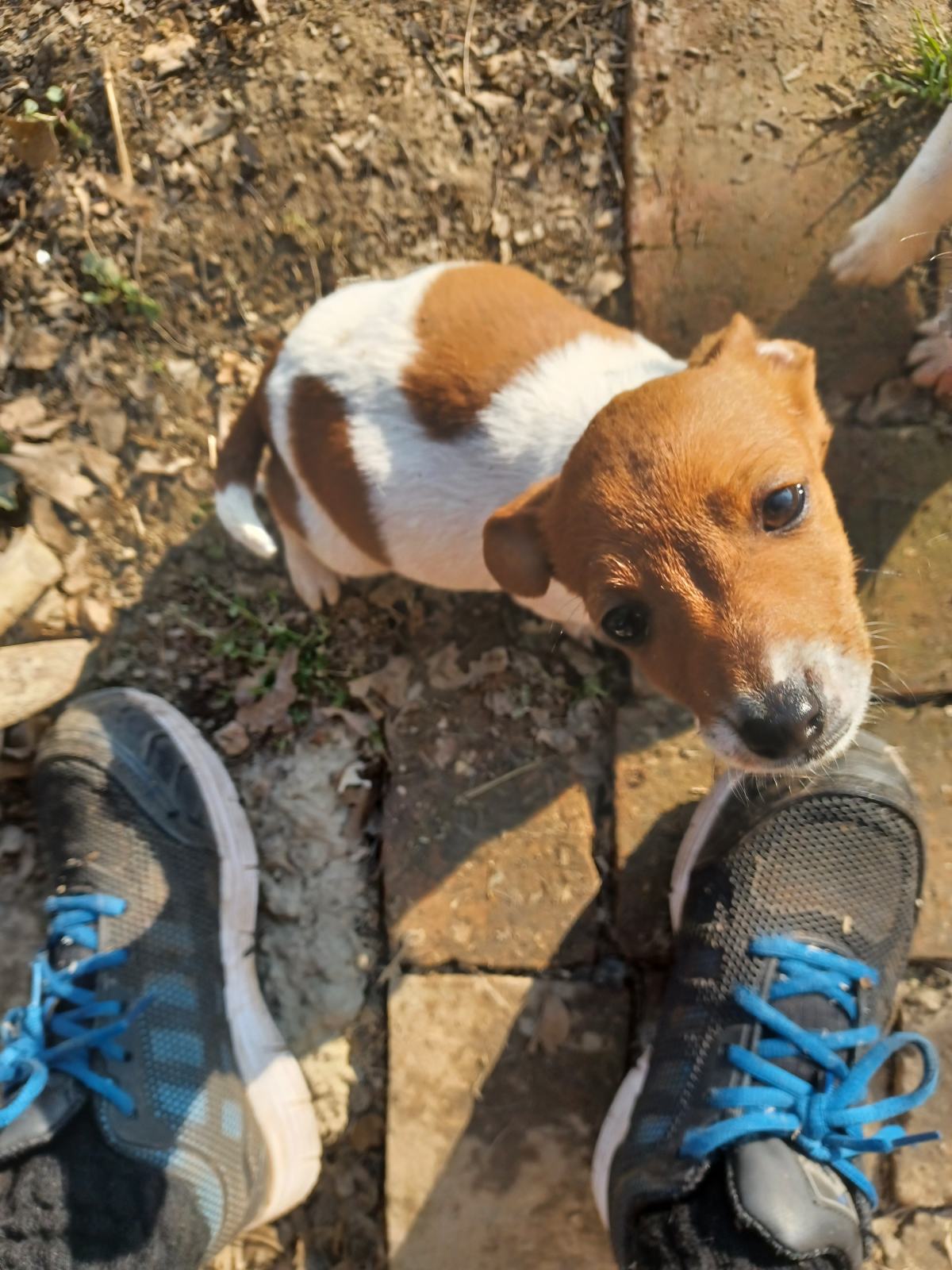 Prodajem cistokrvne jack russel stence