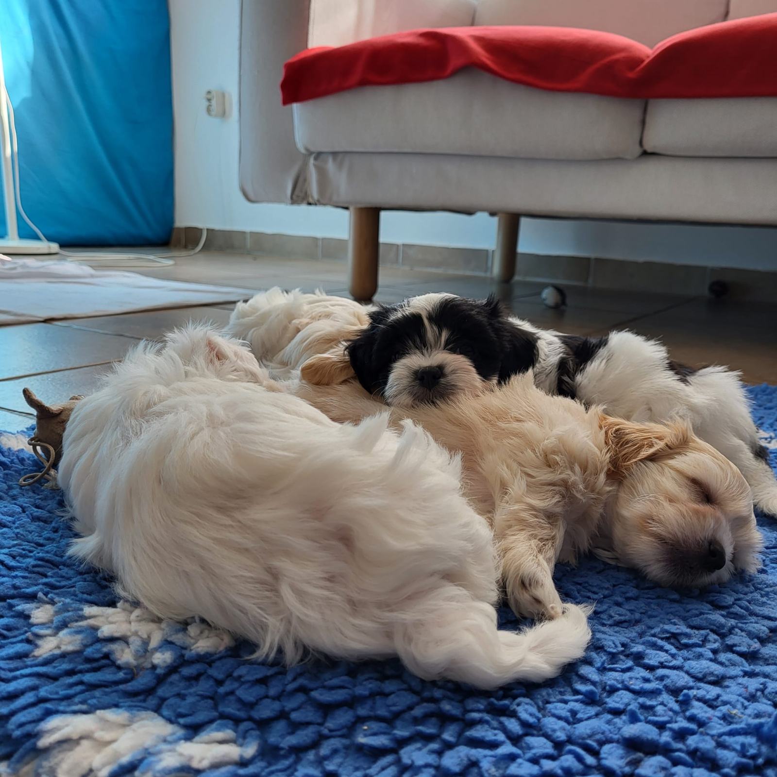 Prodajem morki morky morkie štence, kućno leglo,