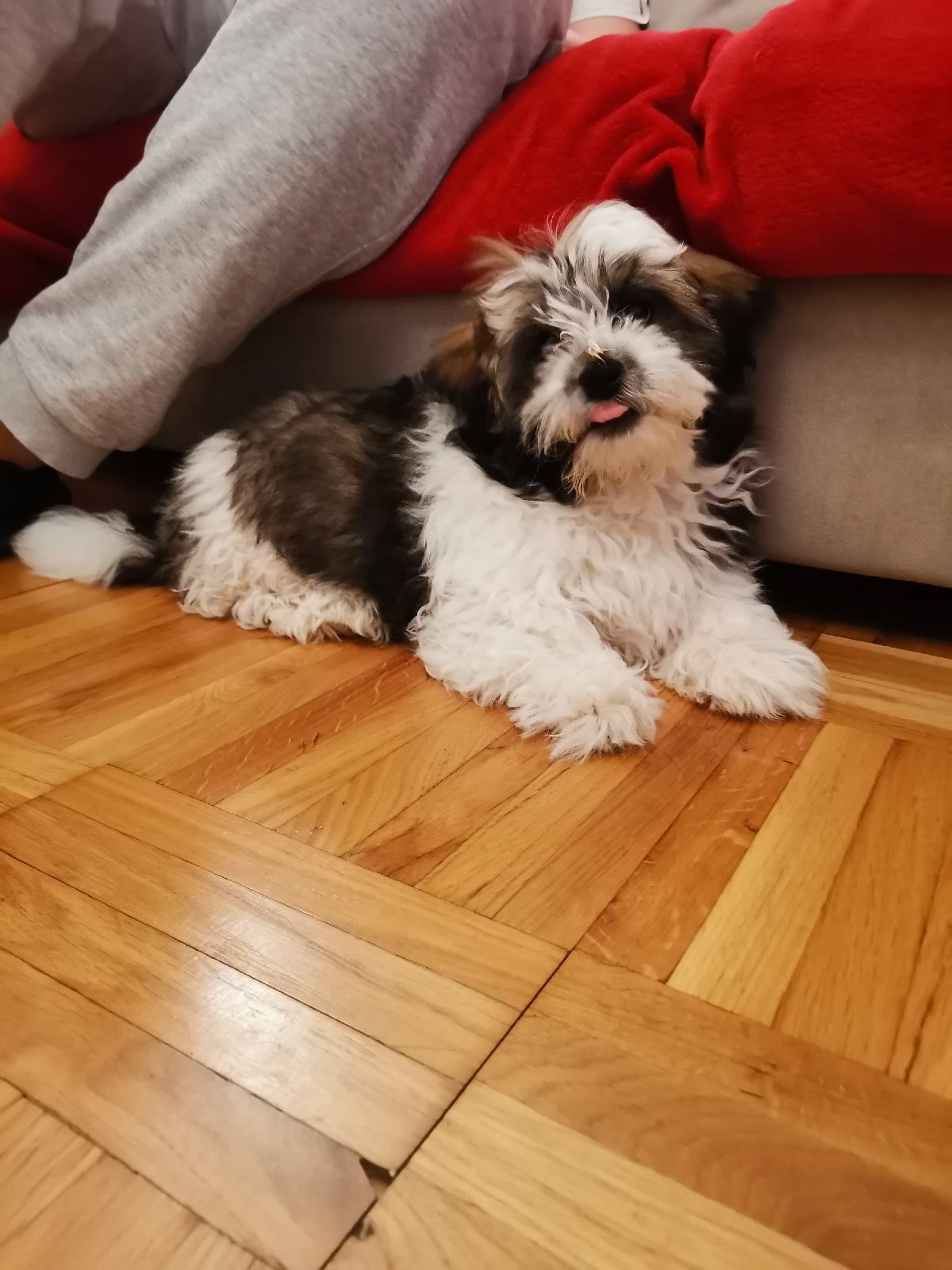 PRODAJEM MUŠKO ŠTENE MJEŠANAC BIŠON - SHIH TZU, STAR 4 MJESECA