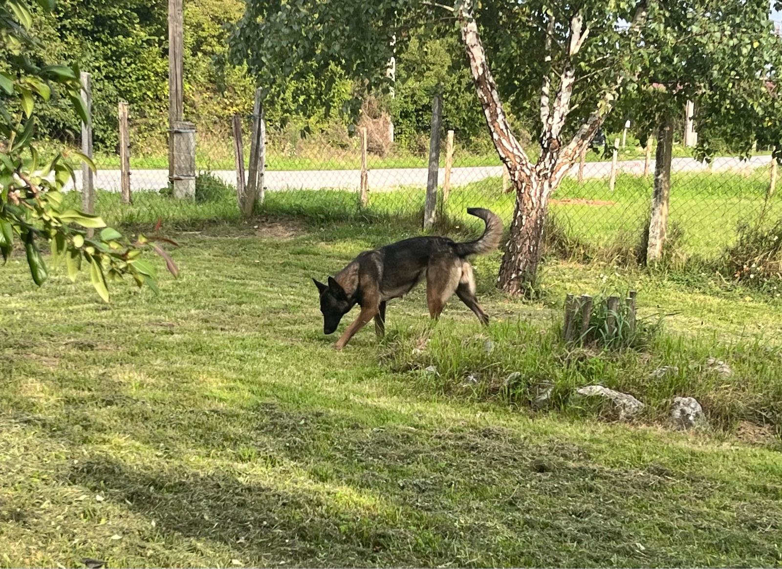 Poklanjam štence belgijskog ovčara