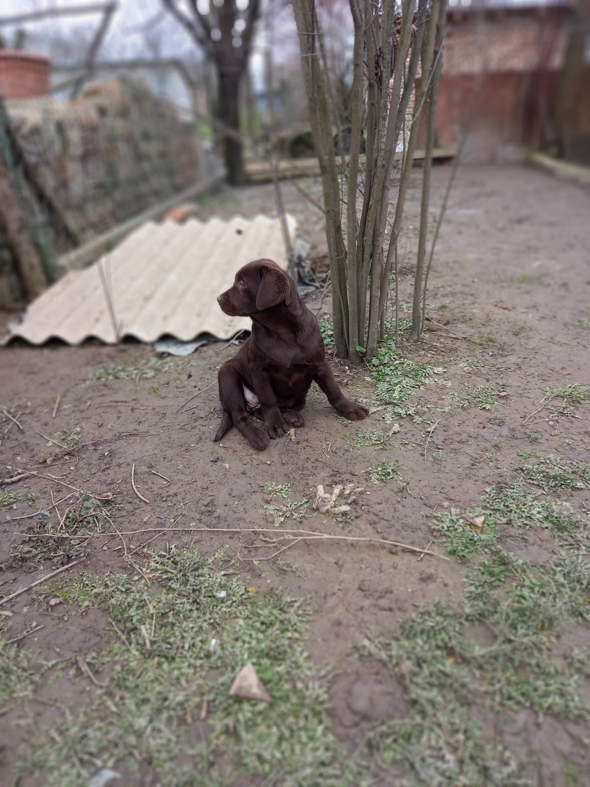 Prodajem stence labradora