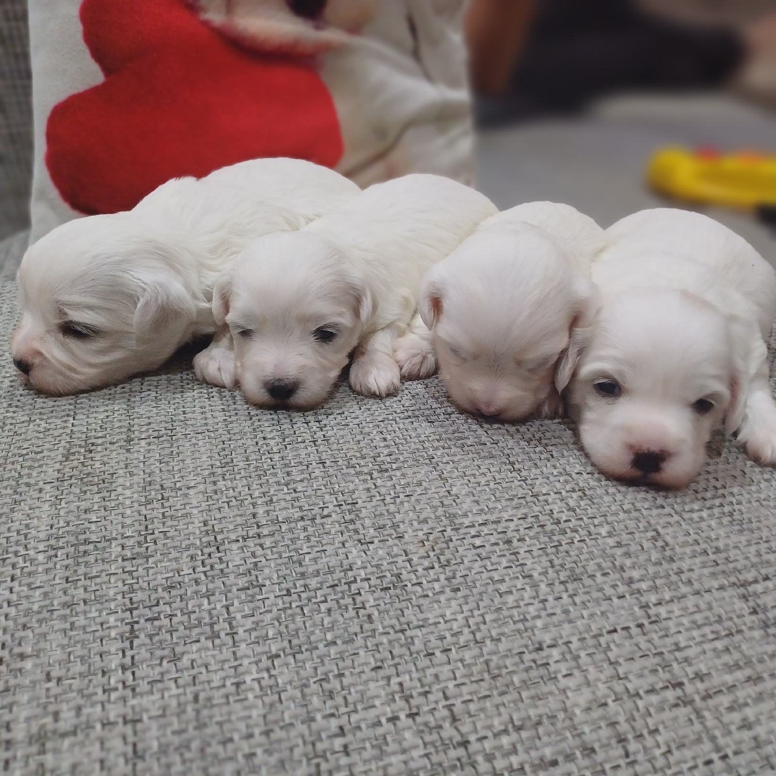 Prodajem stence maltezer