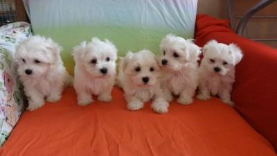 PRODAJEM STENCE MALTEZERA HITNO!!