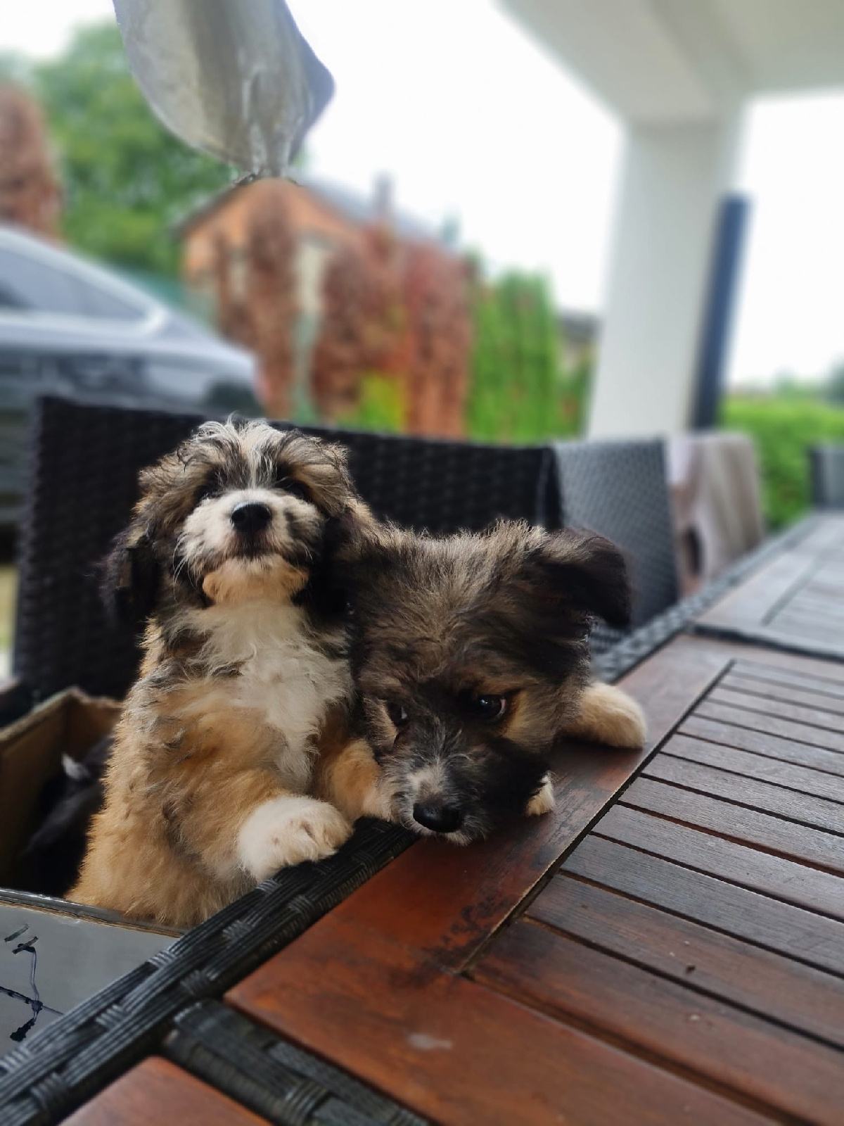 Prodajem HITNO mješance mini maltezera i schitzua