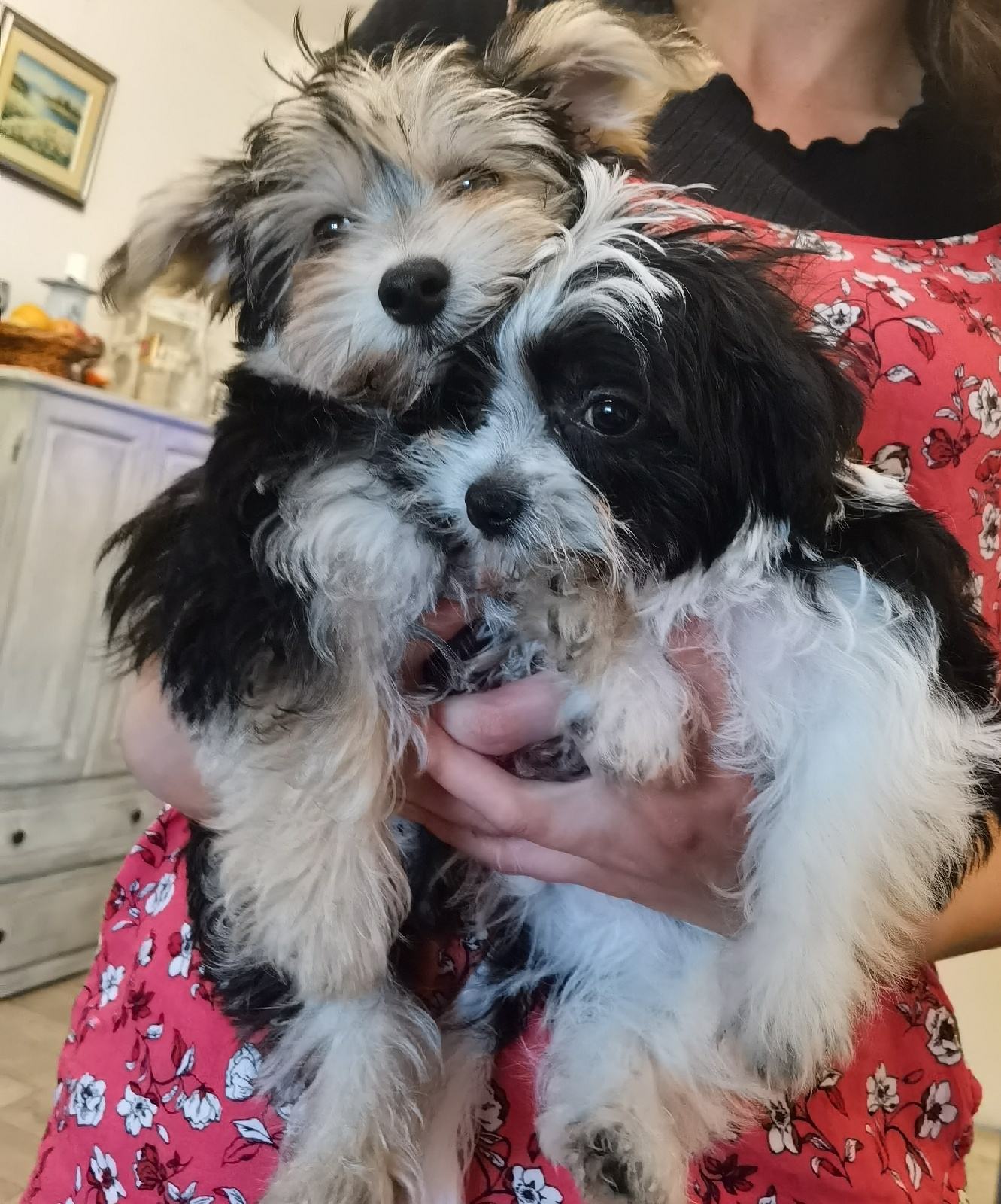 Prodajem štence Morky-a