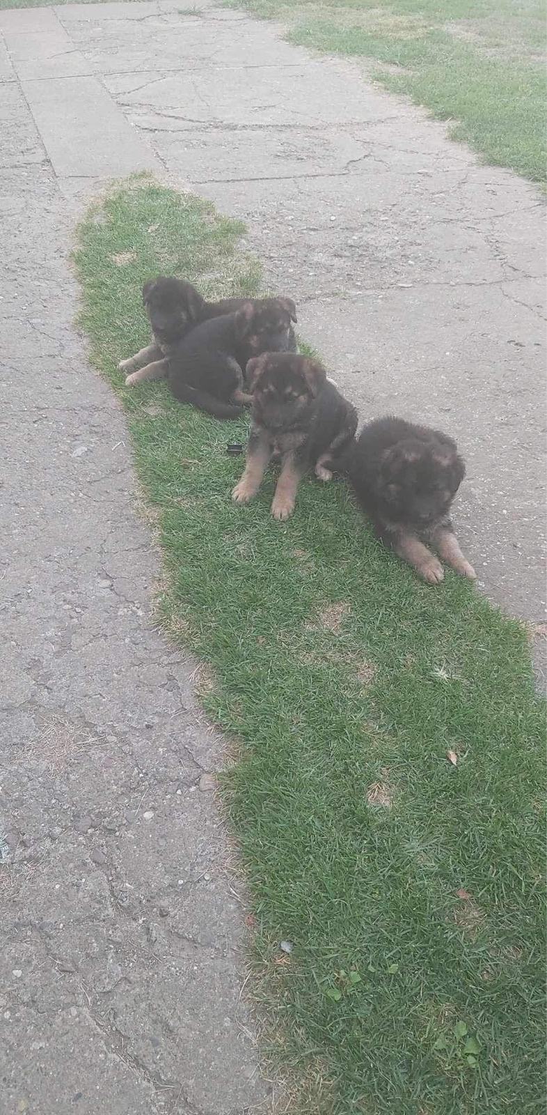 Prodajem stence njemackog ovcara