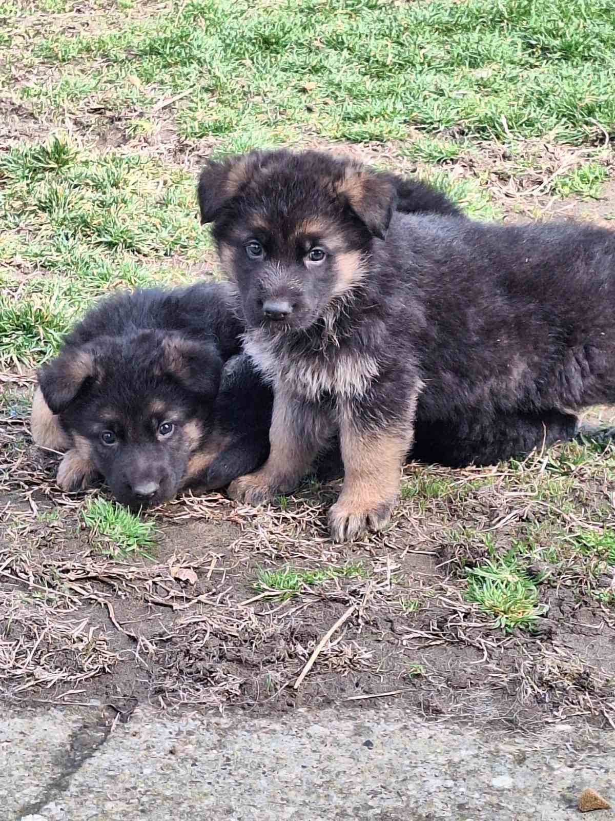 Prodajem stence njemackog ovcara