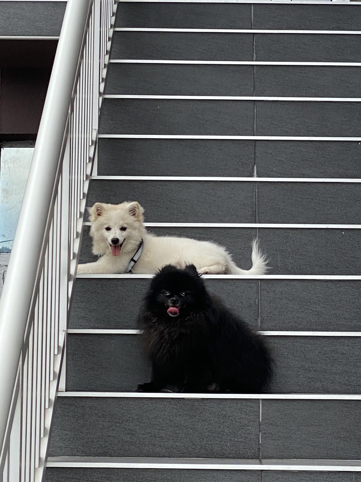 Prodajem stence Njemačkog špica