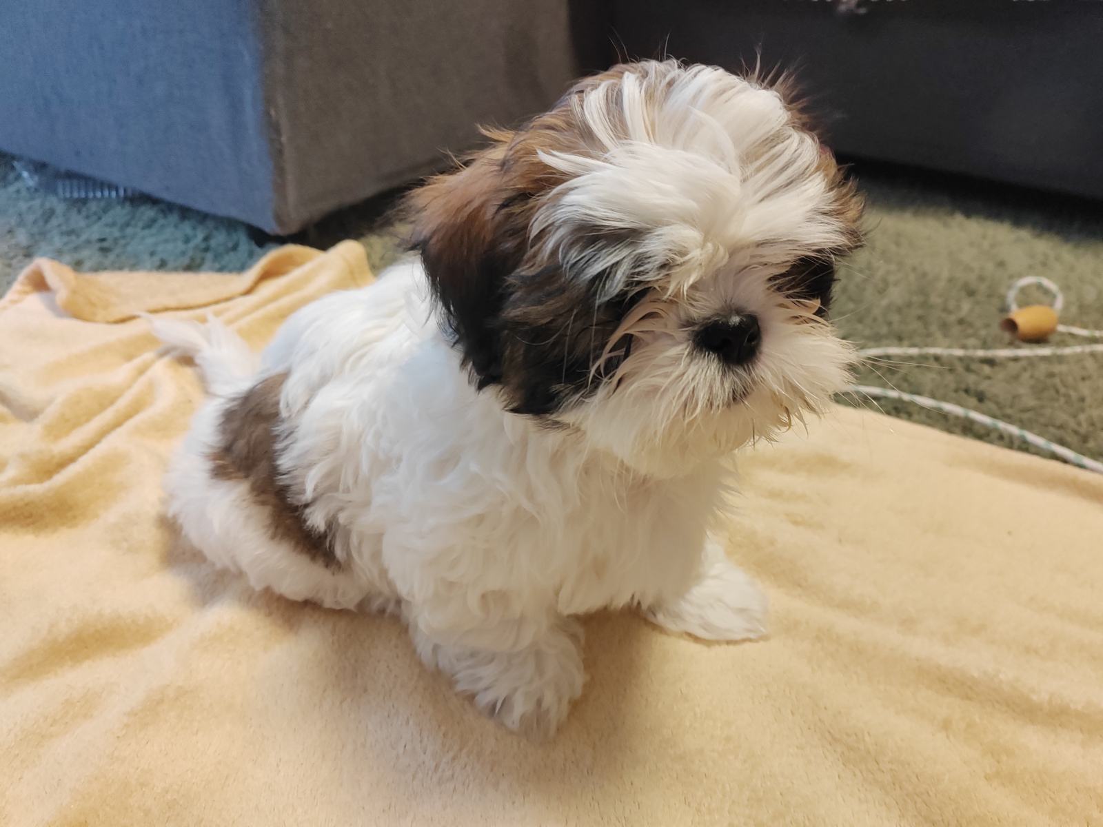 Prodajem štence Shih Tzu