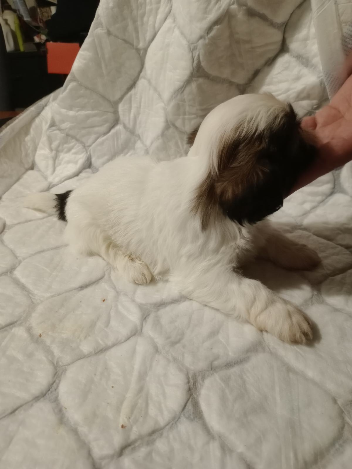 prodajem stence shi tzu