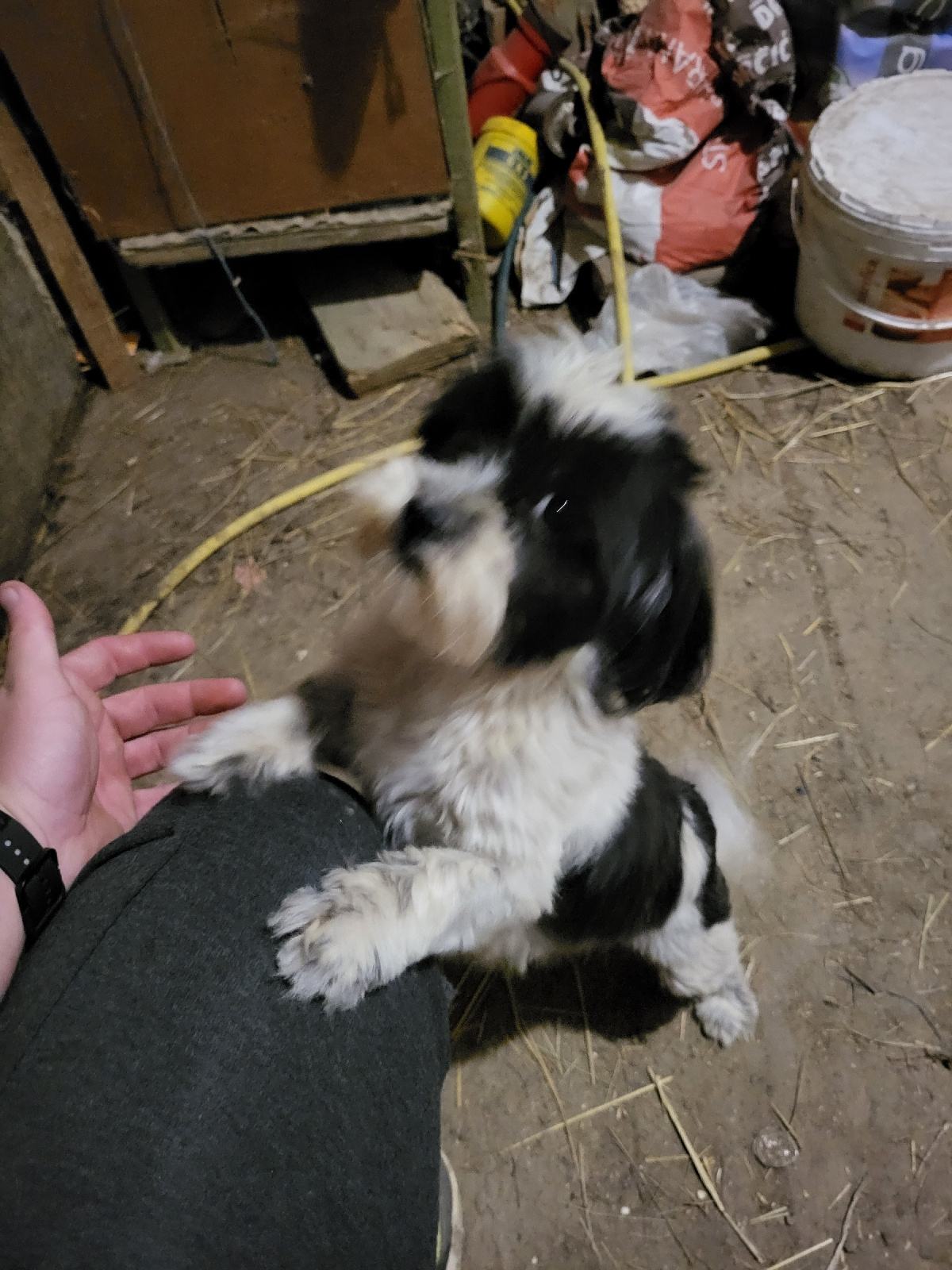 Prodajem stence shitzu maltezer