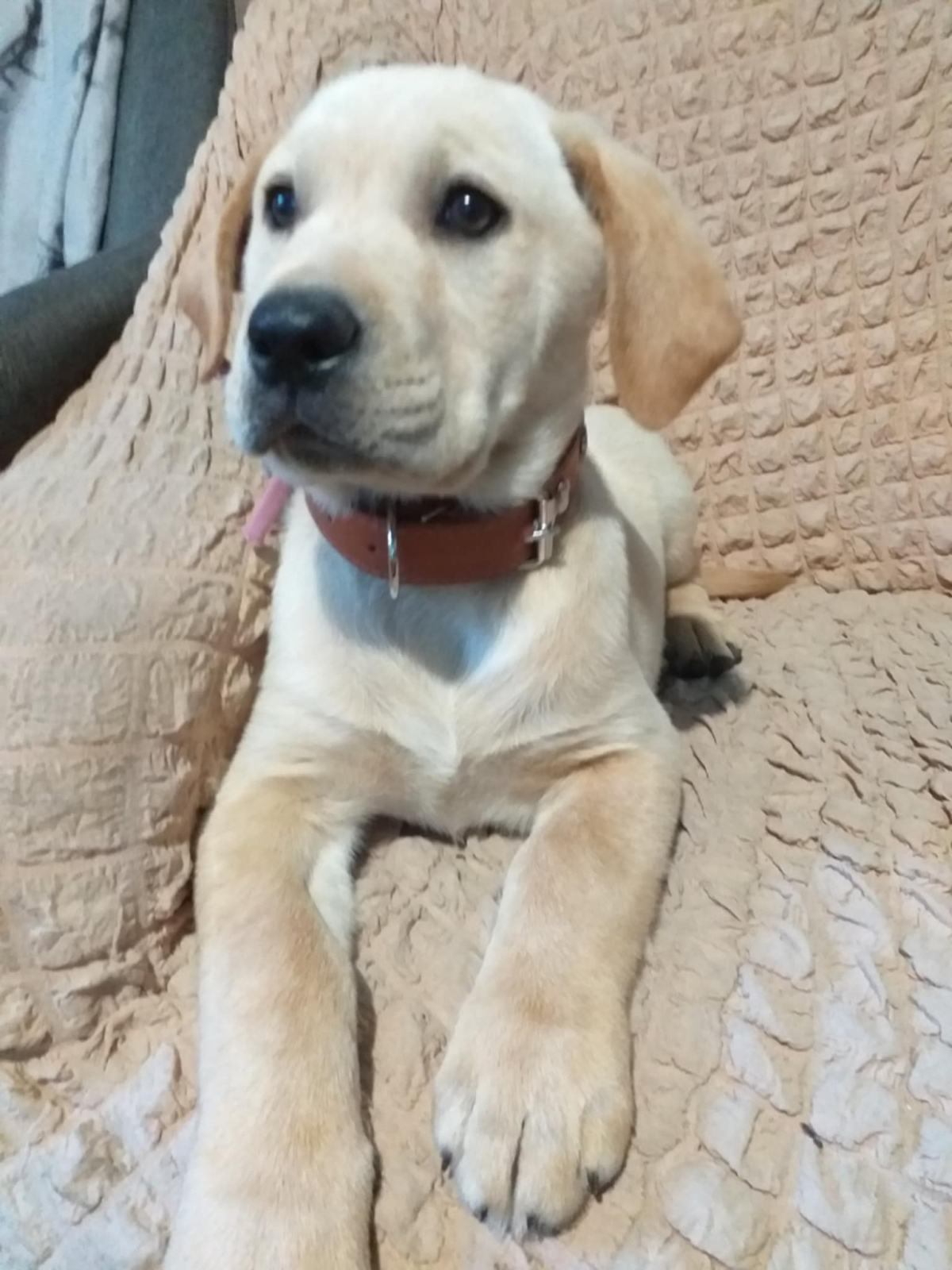 Prodajem štene labradora