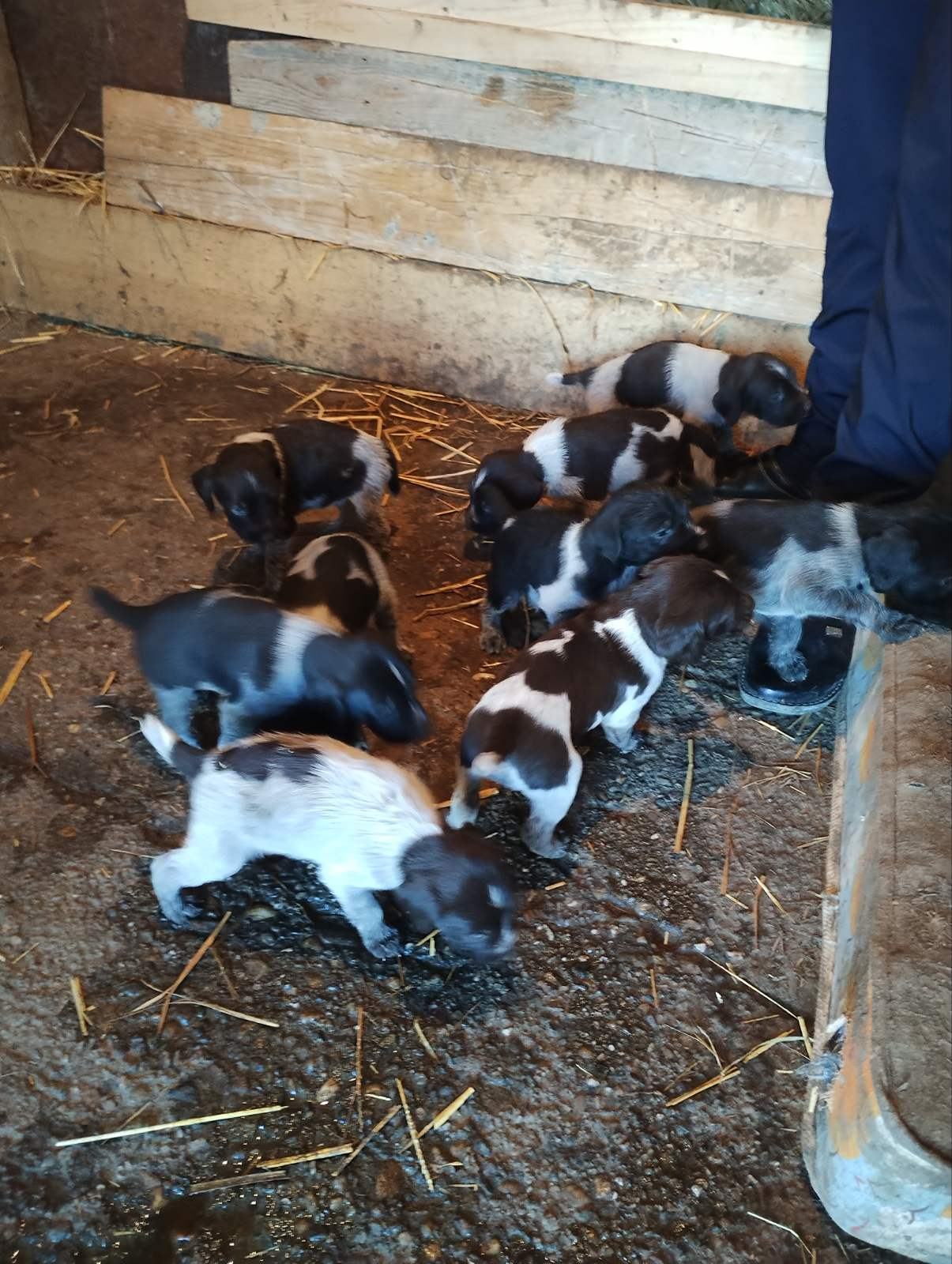 Prodajem štene njemackog oštrodlakog ptičara