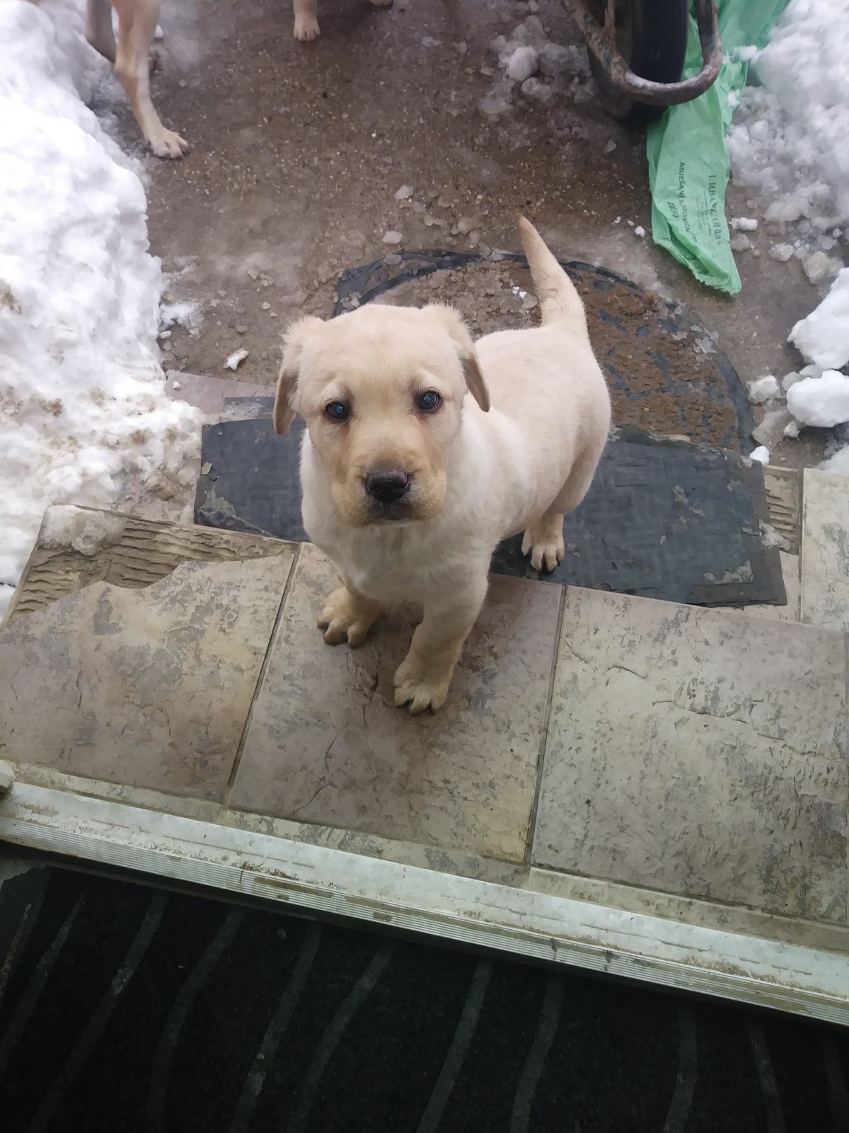 Prodajem stene pasmine Labrador