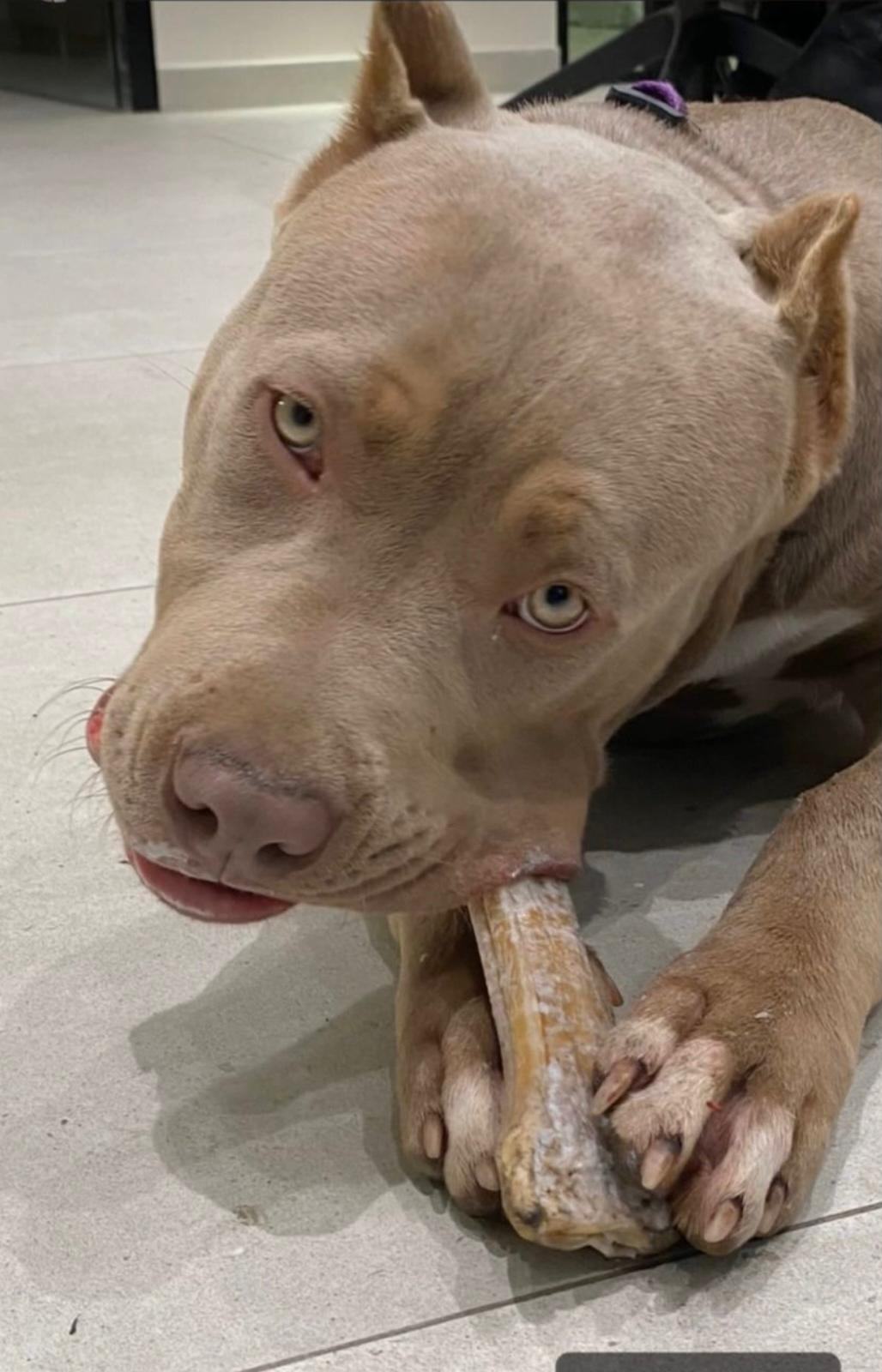 PRODAJEM ZENKU AMERICAN BULLY-(MERLE)