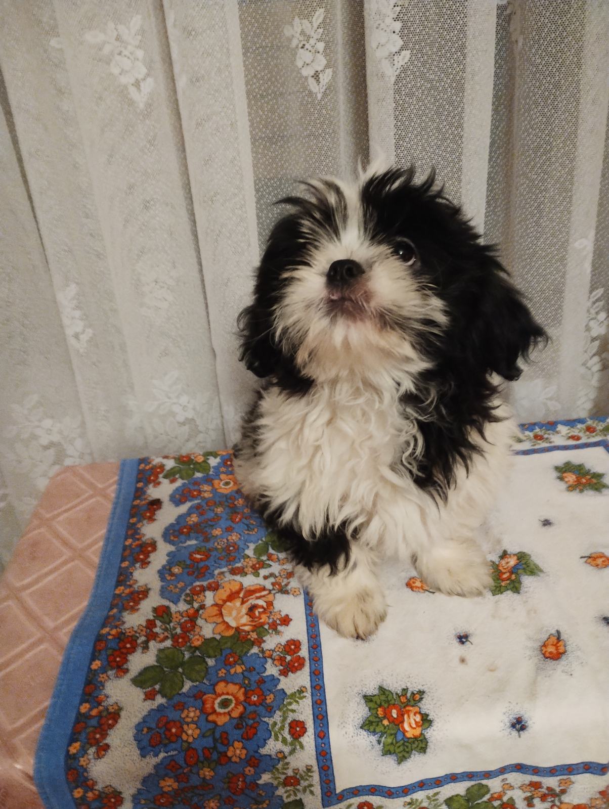 Prodajemo mini shi tzu stence cjena po dogovoru