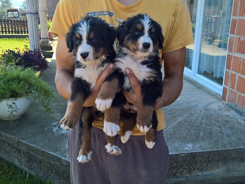 Prodaju se bernski planinski psi - štenci, bez rodovnika