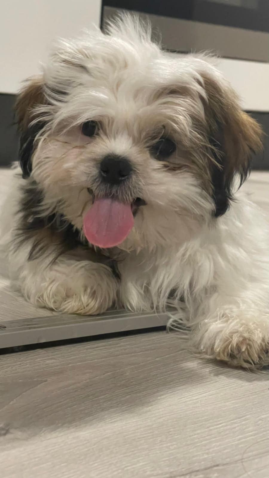 Prodam mini Shih tzu štene