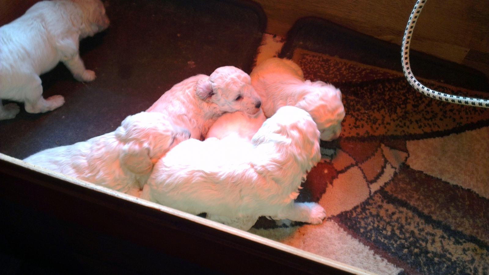 Pudl, pudla, pudlica