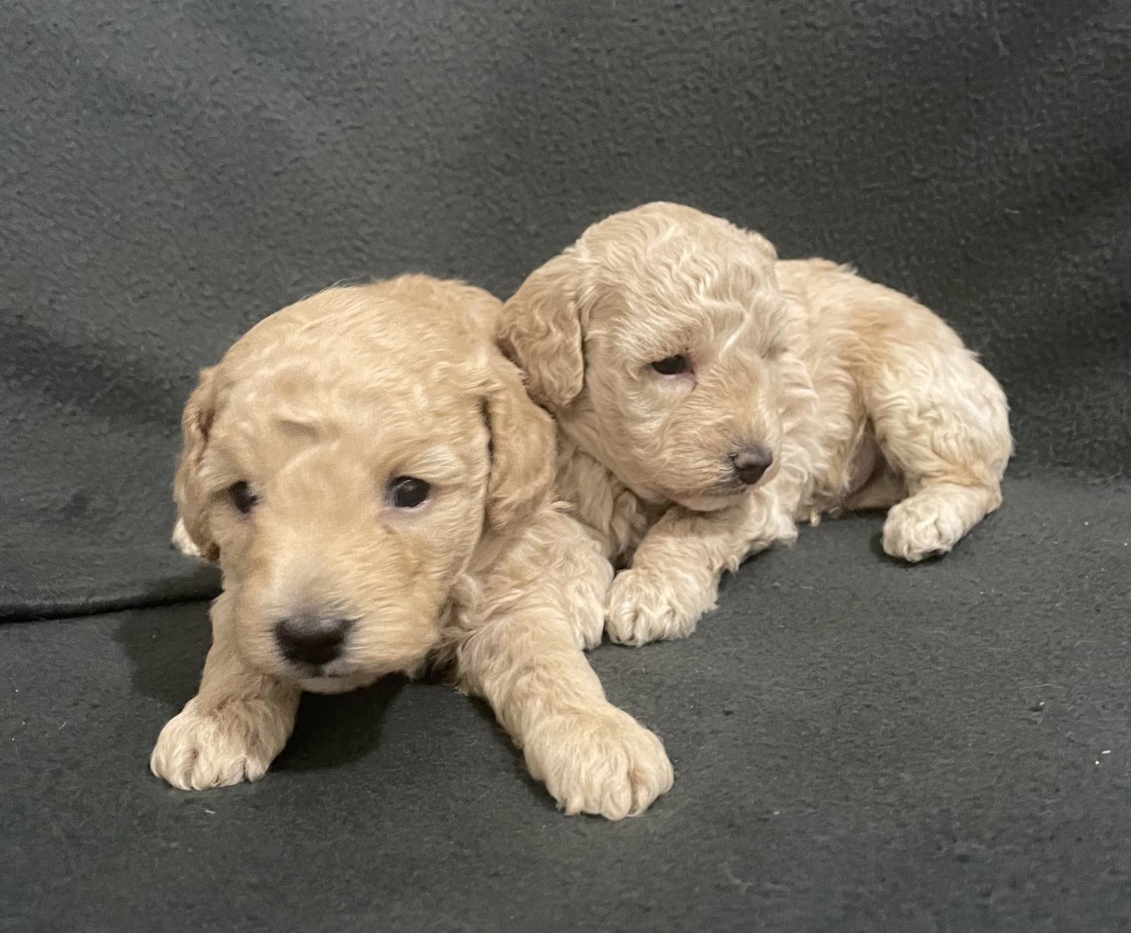 Pudla mini apricot štenci