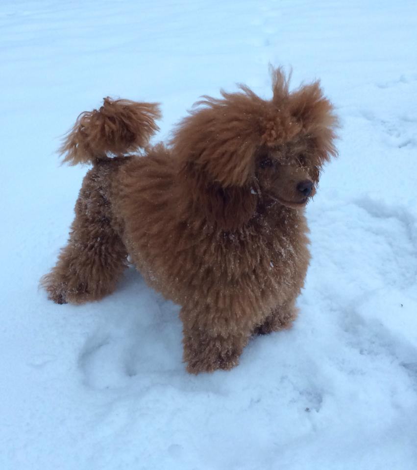 Pudla mini--------tamni apricot---crveni