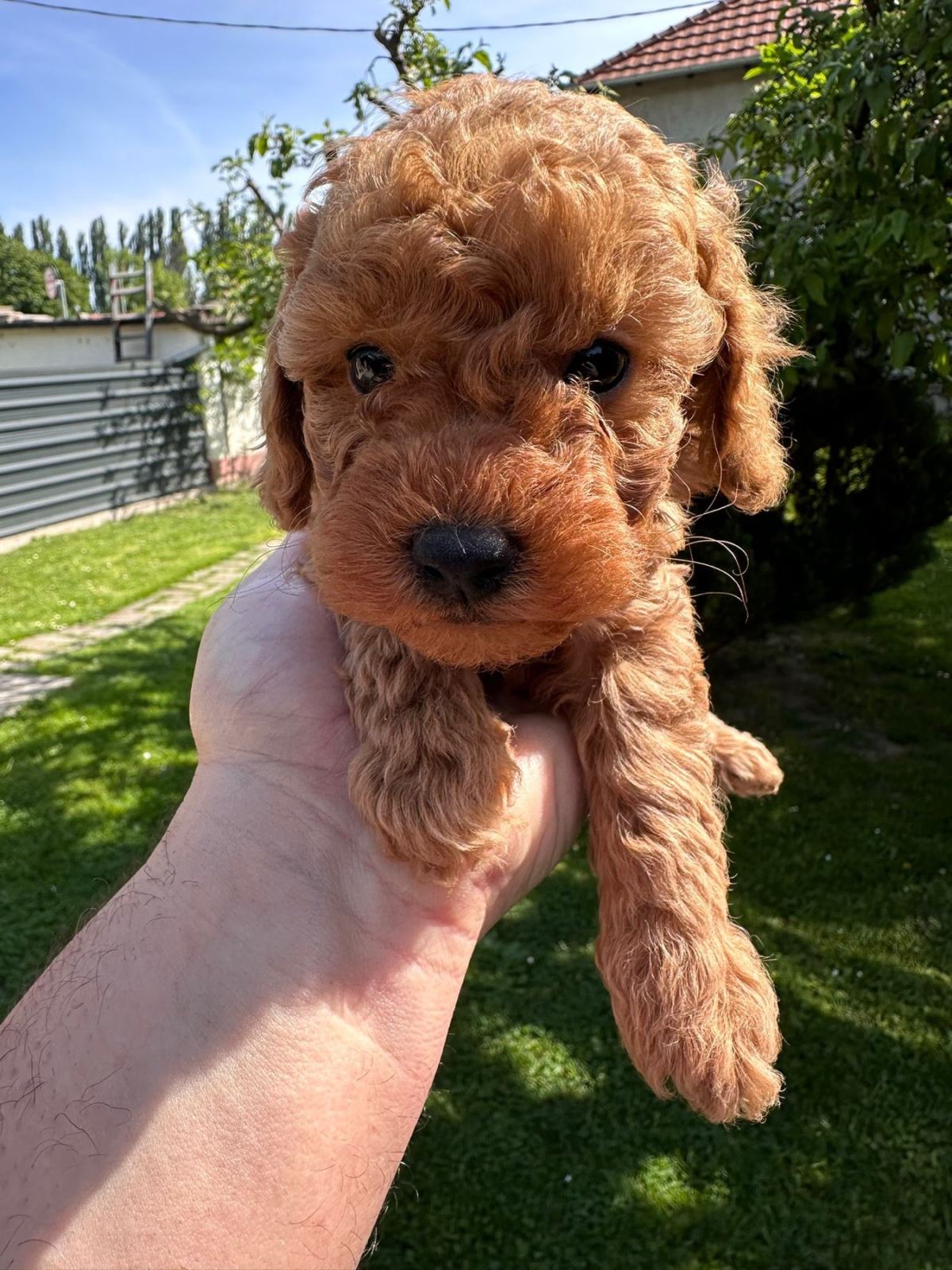 Pudla Toy , Pudl, Toy pudla